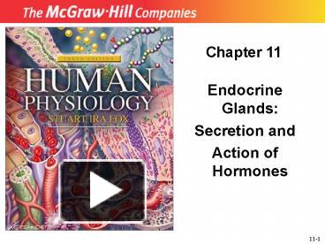 Endocrine Glands: presentation | free to view