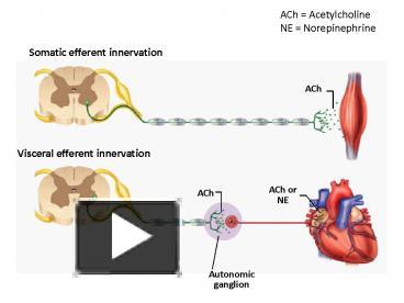 Somatic efferent innervation presentation | free to view