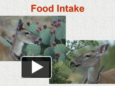 Food Intake presentation | free to view