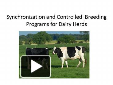 PPT – Synchronization and Controlled Breeding Programs for Dairy Herds ...