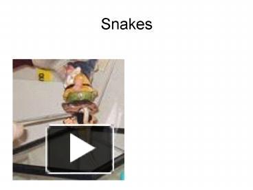 PPT – Snakes PowerPoint presentation | free to view - id: 1c4ef8-ZDc1Z