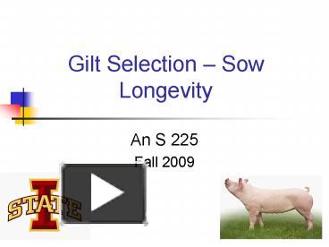 Gilt Selection Sow Longevity presentation | free to view