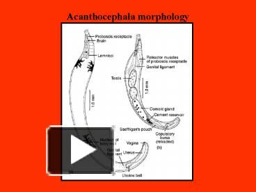 Acanthocephala morphology presentation | free to view