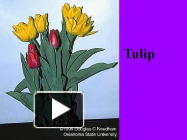 Tulip presentation | free to view
