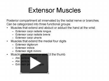 Extensor Muscles presentation | free to view