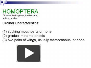 HOMOPTERA presentation | free to view