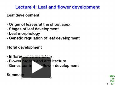 Lecture 4: Leaf and flower development presentation | free to view