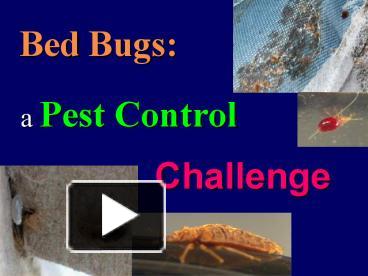 Bed Bugs: presentation | free to view