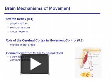 PPT – Brain Mechanisms of Movement PowerPoint presentation | free to ...