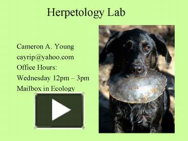 Herpetology Lab presentation | free to view