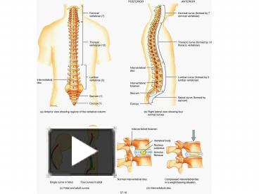 Thoracic vertebrae presentation | free to view