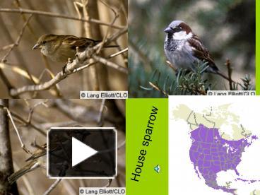 House sparrow presentation | free to view