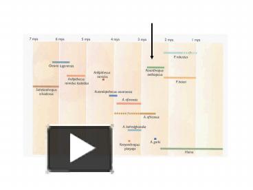 Australopithecus aethiopicus presentation | free to view