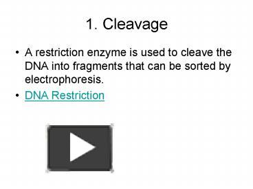 1' Cleavage presentation | free to view