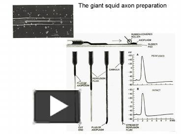 The giant squid axon preparation presentation | free to view