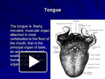 PPT – Tongue PowerPoint presentation | free to view - id: 1ec59b-ZDc1Z