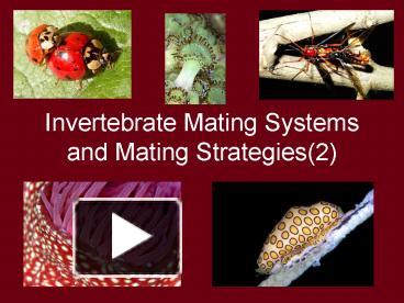 PPT – Invertebrate Mating Systems and Mating Strategies2 PowerPoint ...