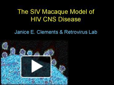 PPT – The SIV Macaque Model of PowerPoint presentation | free to view ...