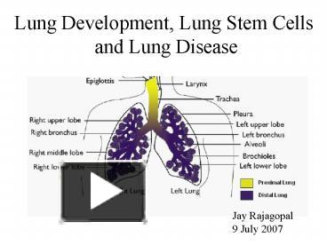 Lung Development, Lung Stem Cells presentation | free to view