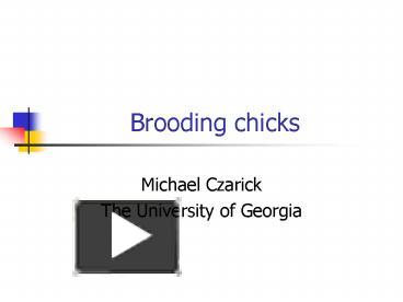 Brooding chicks presentation | free to view