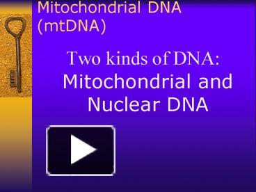 Mitochondrial Dna Vs Nuclear Dna