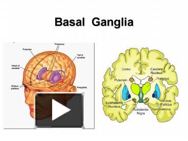 PPT – Basal Ganglia PowerPoint presentation | free to view - id: 1ffd83 ...