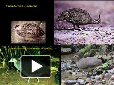 Tinamiformes tinamous presentation | free to view