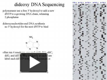 PPT – dideoxy DNA Sequencing PowerPoint presentation | free to view ...