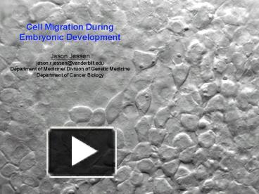 Cell Migration During Embryonic Development presentation | free to view