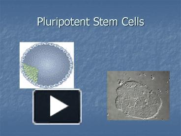 Pluripotent Stem Cells presentation | free to view