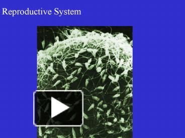 PPT – Reproductive System PowerPoint presentation | free to view - id ...