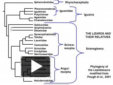 Xantusiidae presentation | free to download