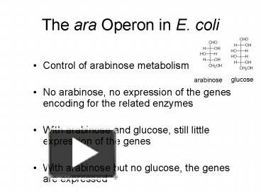 The ara Operon in E' coli presentation | free to view