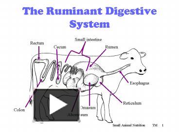 The Ruminant Digestive System presentation | free to view