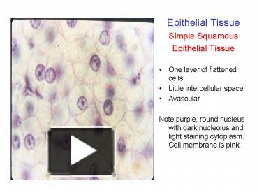 Epithelial Tissue presentation | free to view
