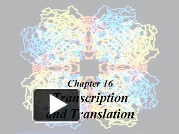 PPT – Chapter 16 Transcription and Translation PowerPoint presentation ...