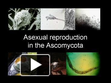 Asexual reproduction in the Ascomycota presentation | free to view