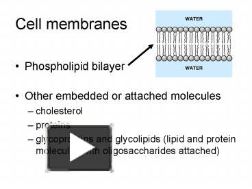 Cell membranes presentation | free to view