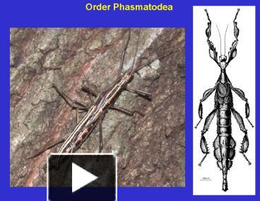 Order Phasmatodea presentation | free to view