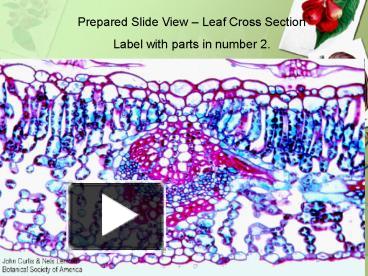 Prepared Slide View presentation | free to view