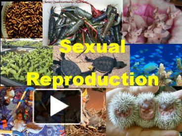 Sexual presentation | free to view