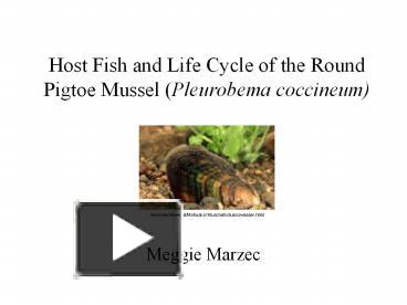 PPT – Host Fish and Life Cycle of the Round Pigtoe Mussel (Pleurobema ...