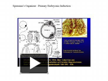 Spemann presentation | free to view