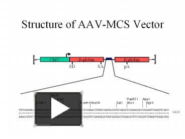 Structure of AAV-MCS Vector presentation | free to view