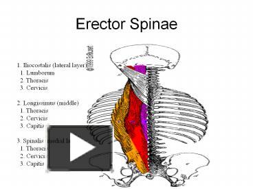 Erector Spinae presentation | free to download