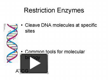 Restriction Enzymes presentation | free to view