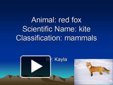PPT – Animal: red fox Scientific Name: kite Classification: mammals ...