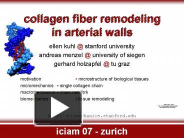 collagen fiber remodeling in arterial walls presentation | free to view