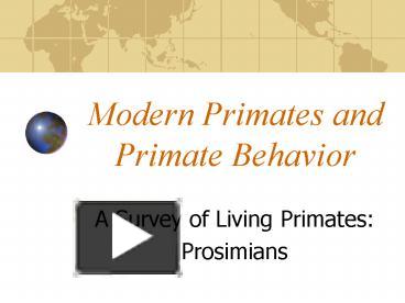 Modern Primates and Primate Behavior presentation | free to view