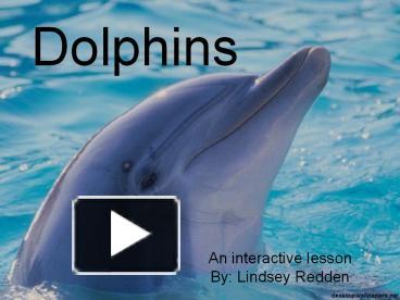 Dolphins presentation | free to download